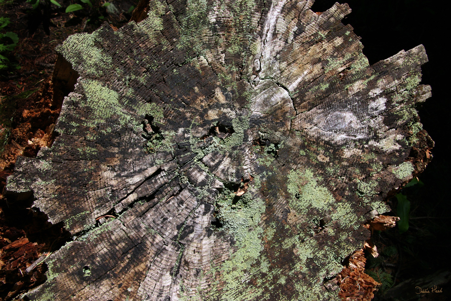 Debbie Head - NY Arts MagazineNY Arts Magazine